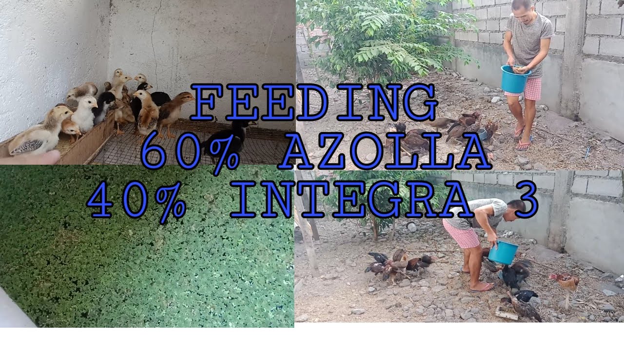 AZOLLA FEEDING - YouTube