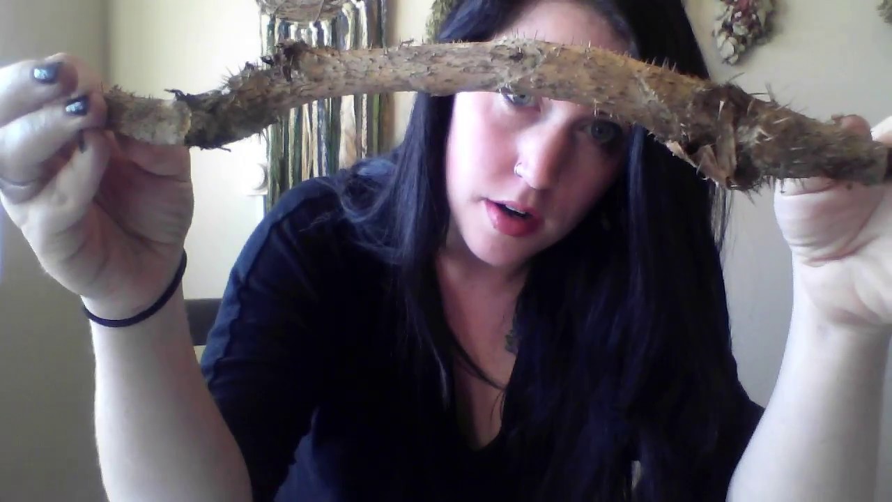 DEVILS CLUB how to harvest and use for medicinal use - YouTube