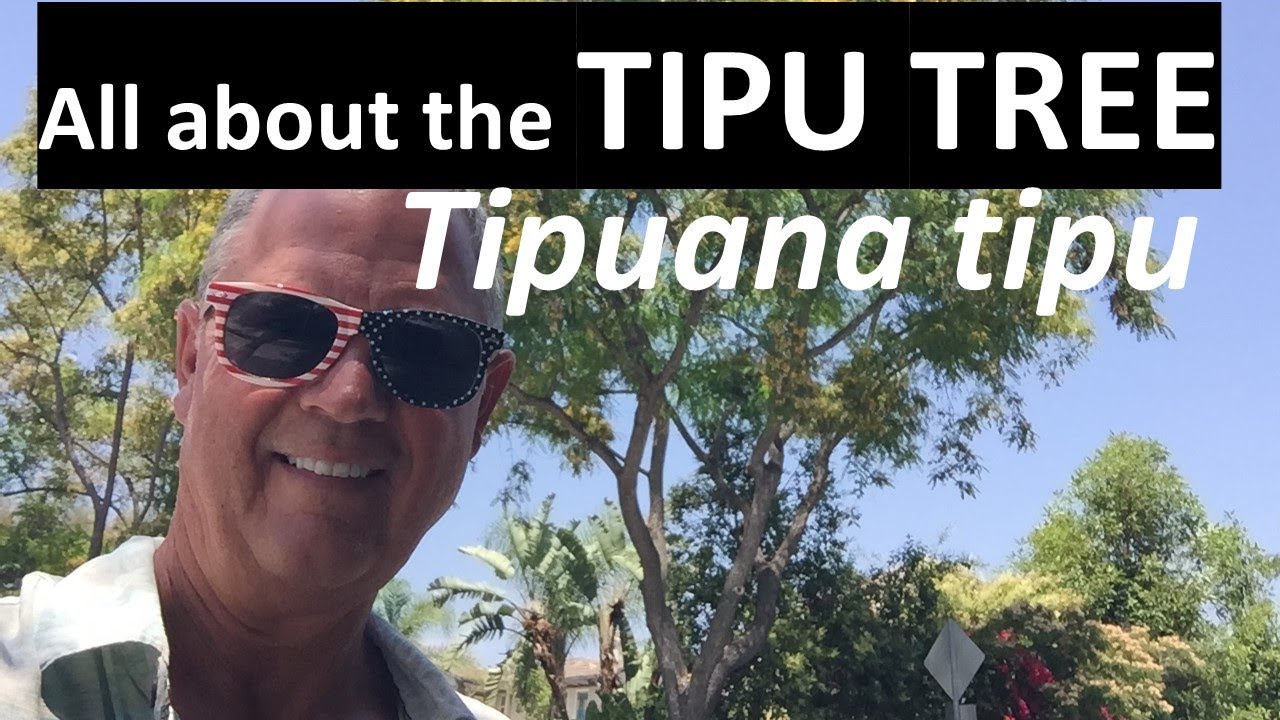All about the Tipu Tree - Tipuana tipu - YouTube