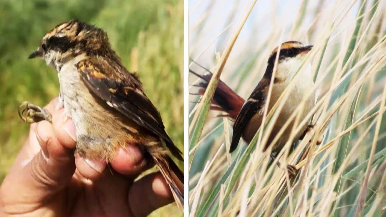 Scientists Just Found a New Bird Species - YouTube
