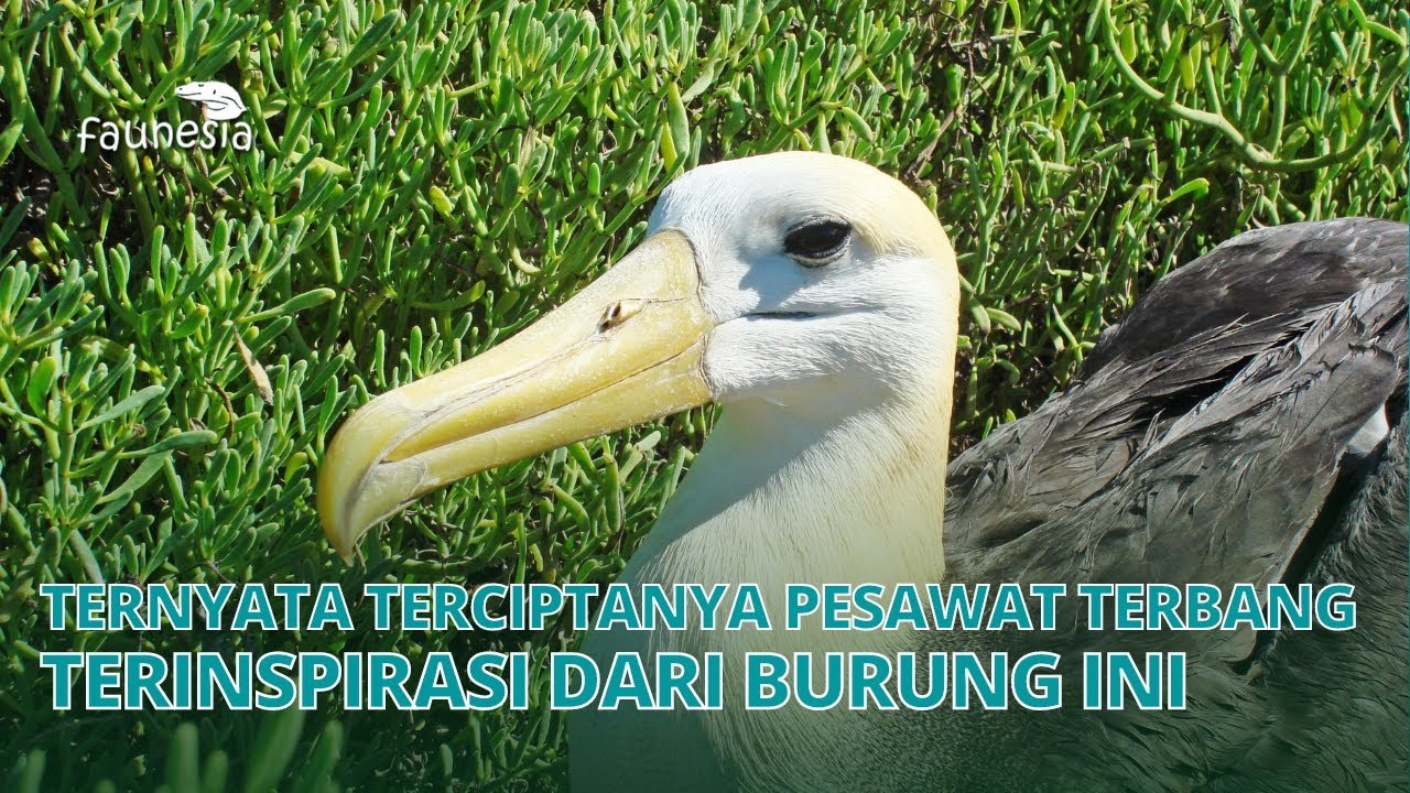 Burung Albatros: Hewan Unik ini Merupakan Burung Terbesar di Dunia yang ...