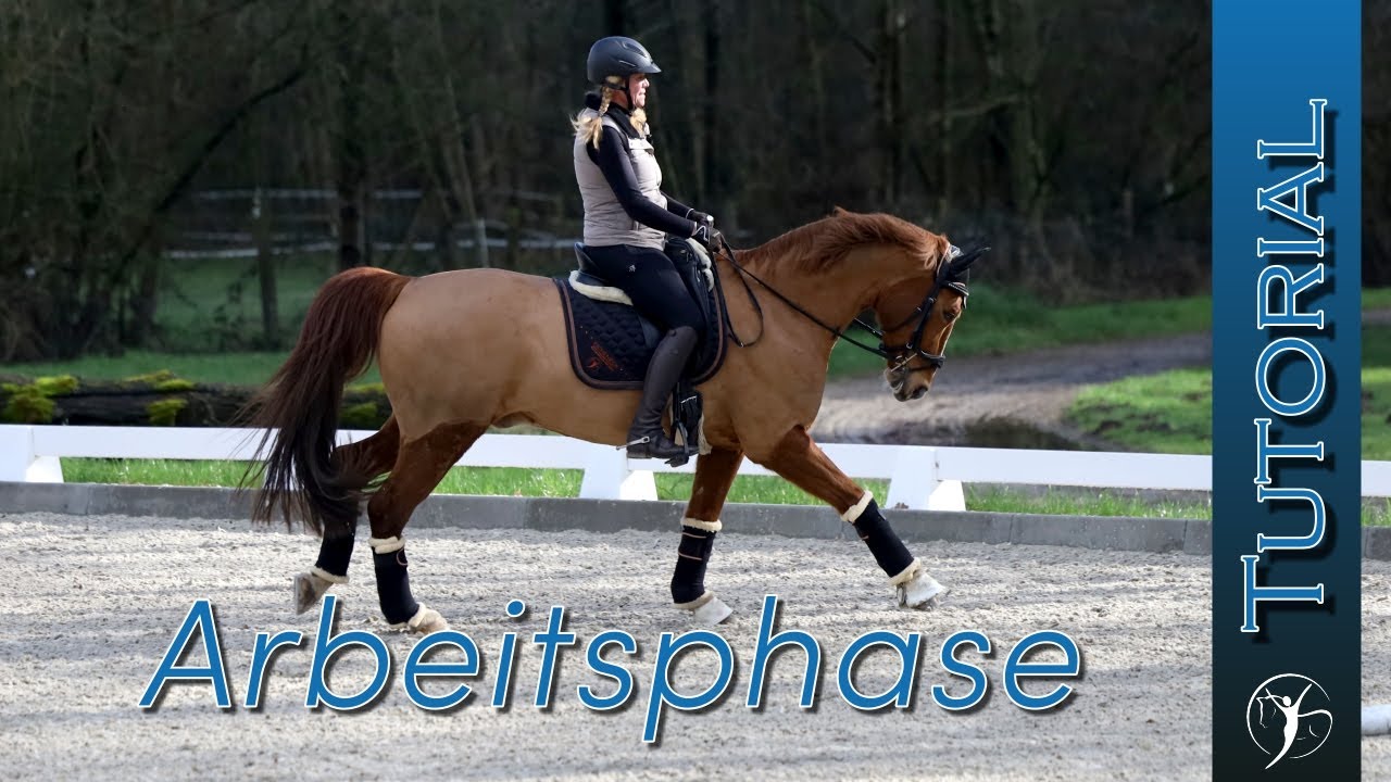 Der Schritt und Trab in der Arbeitsphase - Lektionen reiten und ...