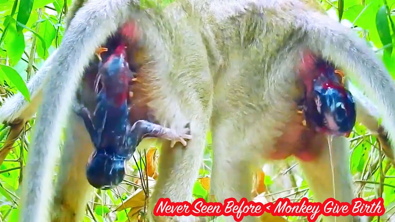 Amazingly Monkey give birth successfully Never seen before| Welcome ...