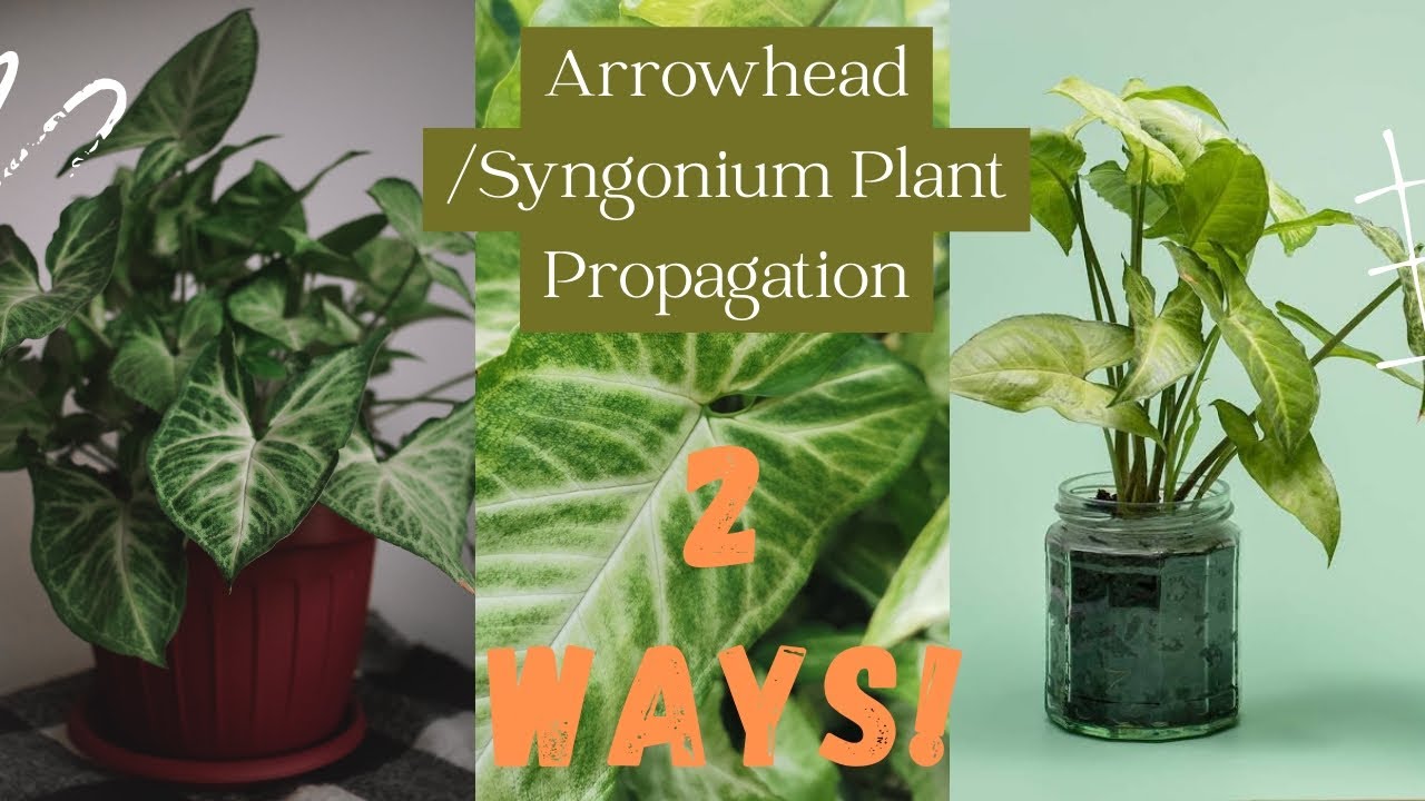 Arrowhead /Syngonium Plant propagation in 2 Ways || #viral # ...