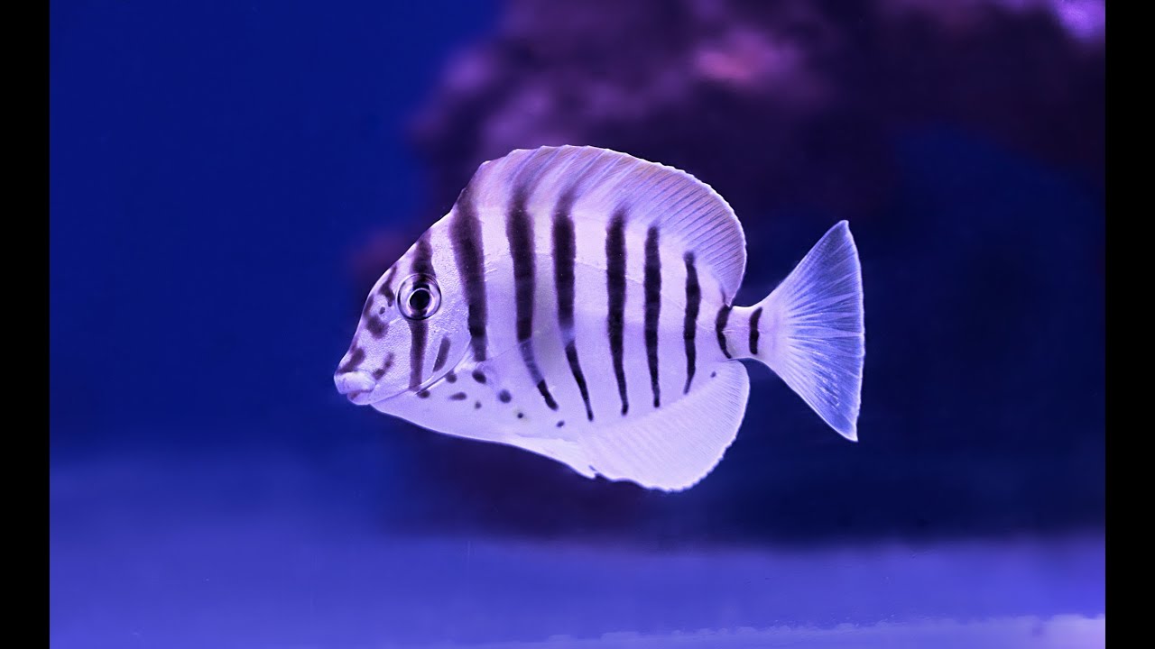 The Zebra Tang Has Come To US! - The Aquarium King - - YouTube