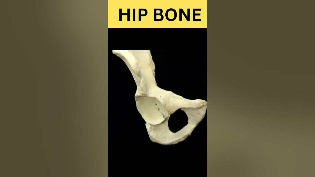 Hip Bone Anatomy Medical Bonesanatomy Neet Shorts Youtube