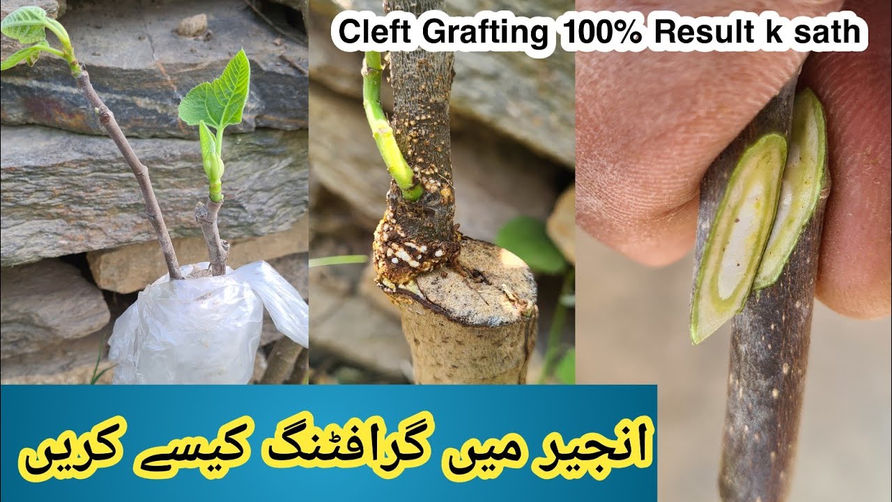 Injeer Main Grafting Kaise Kare | How To Grafting In Fig Tree | Cleft ...