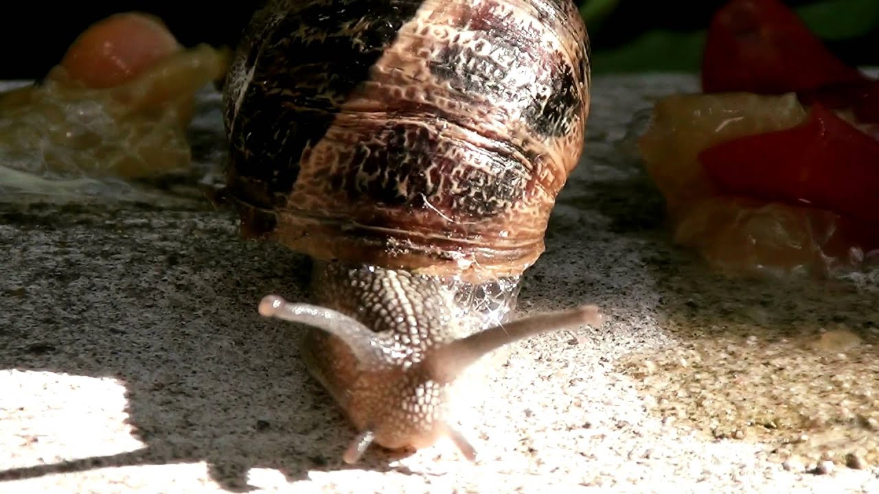 Animales de jardín - YouTube