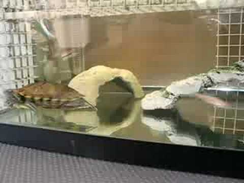 Red Eared Sliders eating fish 2A - YouTube
