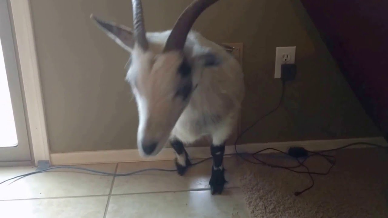 Goat coming through a small cat door. - YouTube