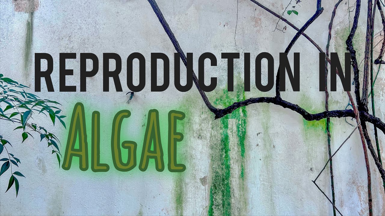 Reproduction of Algae and life cycle of Algae part 2 - YouTube