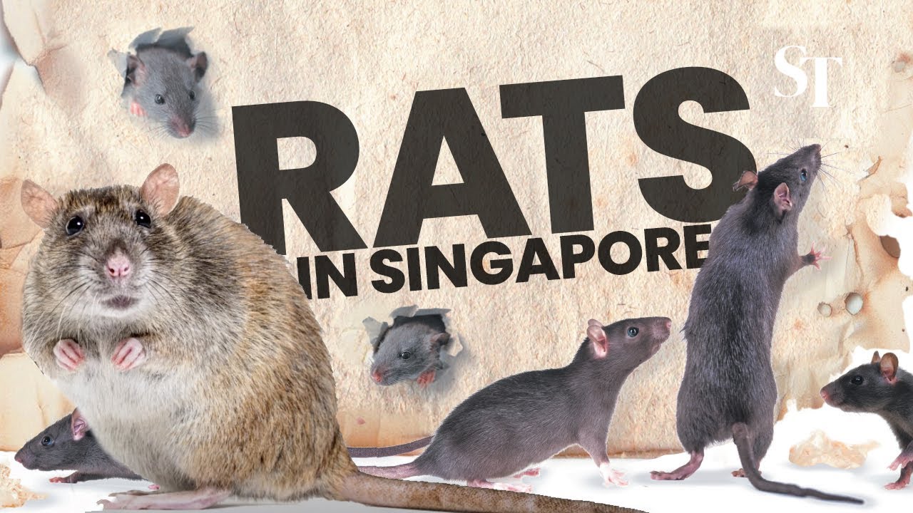 Rats in Singapore: A day in the life of the exterminators - YouTube