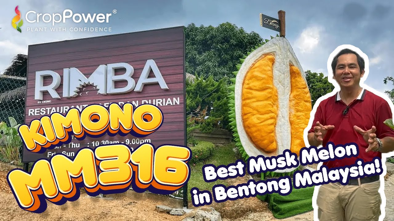 Musk Melon Rimba D King: The Secret Gem in Bentong Pahang! - YouTube