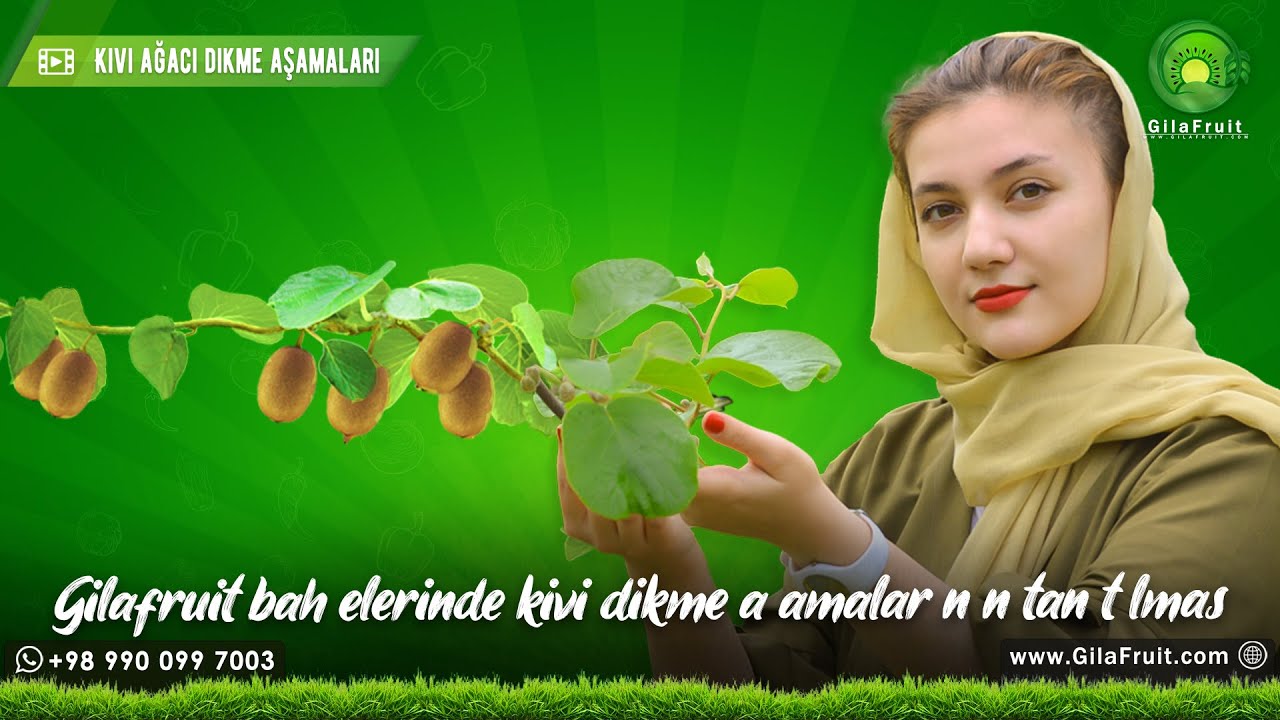 Gilafruit bahçelerinde kivi yetiştirmek: iran'da kivi bahçeleri - YouTube