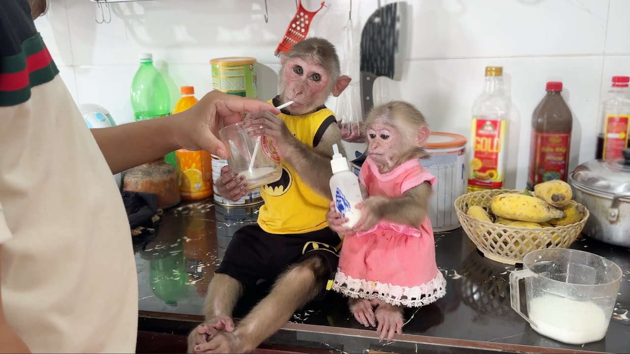 Monkey SinSin and ZiZi Funny Moments When Hungry Running To Find Dad To ...