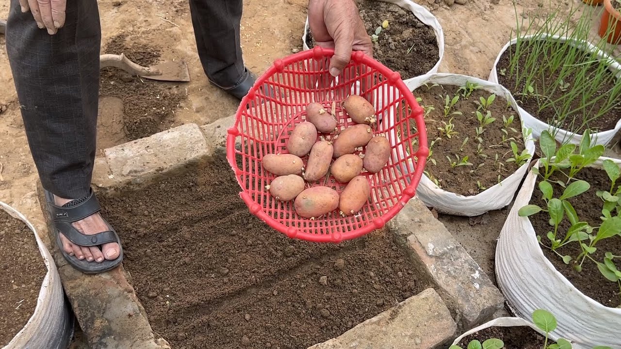 The easiest way to grow potatoes at home | Grow Potatoes for large ...