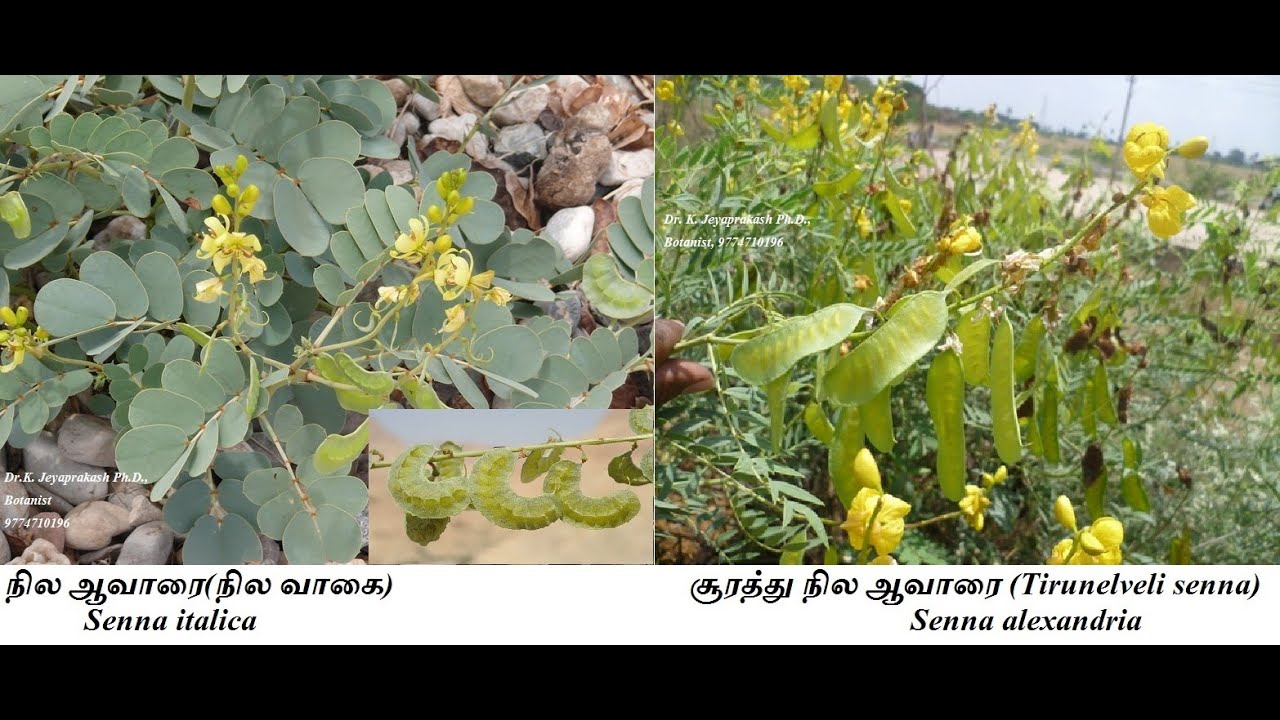 How to identify nilavarai? எது ஒரிஜினல் நில ஆவாரை??? - YouTube