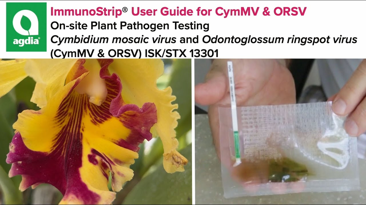 Orchid Virus Testing - YouTube