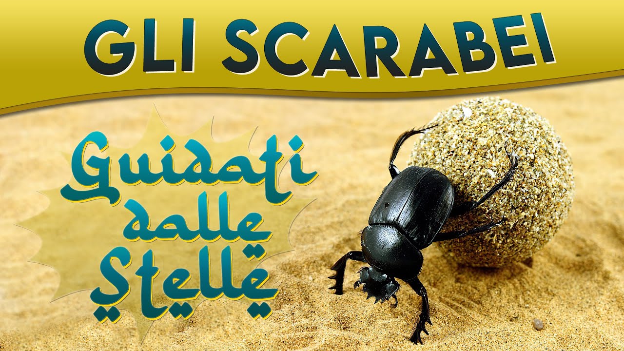 Gli Scarabei: guidati dalle stelle Puntata 56 - YouTube
