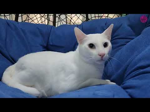 Mimi’s Sweet Holiday Walks 🐾 | Playtime & Exploring Around!