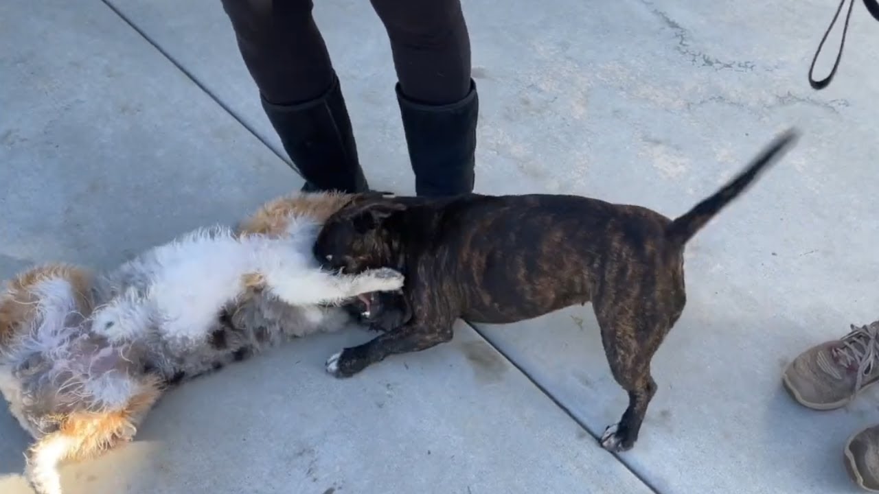 Excited Staffy's Tail Goes Into Overdrive When Her Bestie Arrives ...