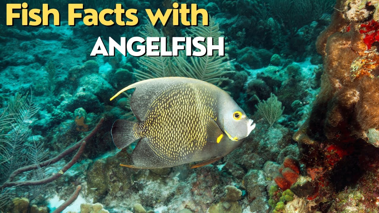 Angelfish: Exploring the Secrets of the Underwater Realm | Short ...