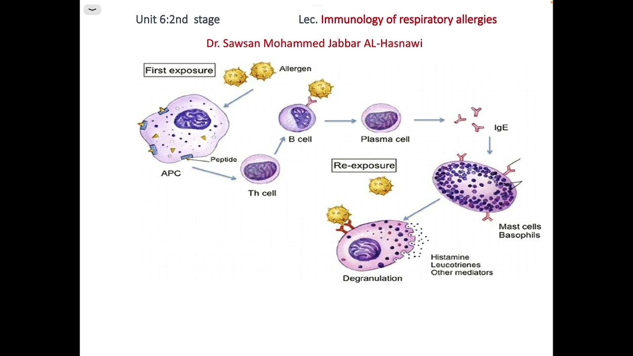 unit 6 asma immunology - YouTube