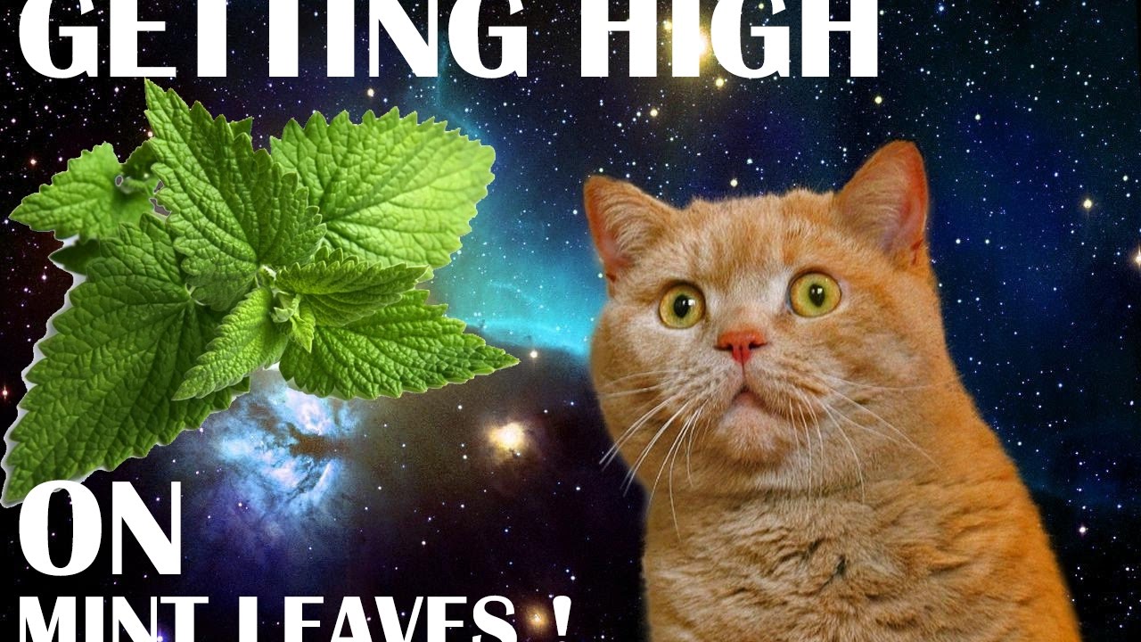 Cat is Getting high on Mint leaves? - YouTube