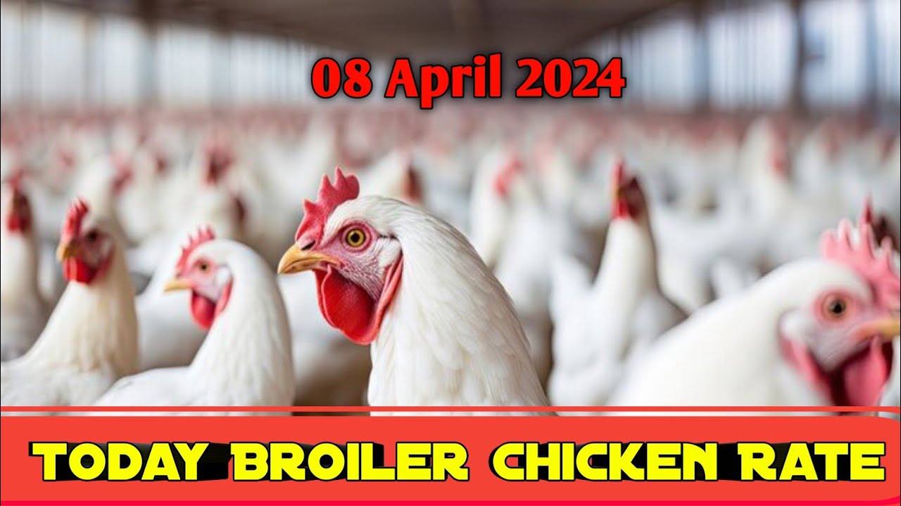08 April 2024 || Today Broiler Chicken Rate || Aaj Ka Thok Murga Mandi ...