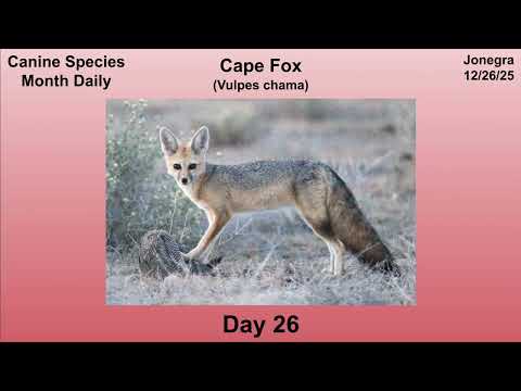 Canine Species Month Daily - Day 26: Cape Fox