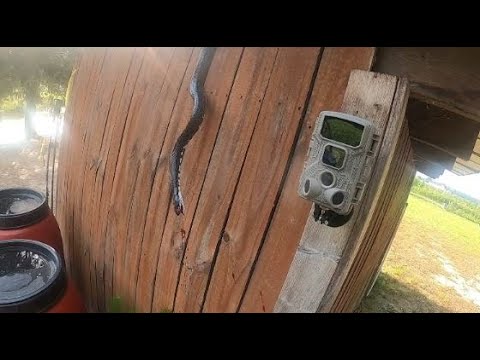 What to Do When Snake Eating Duck Eggs - YouTube