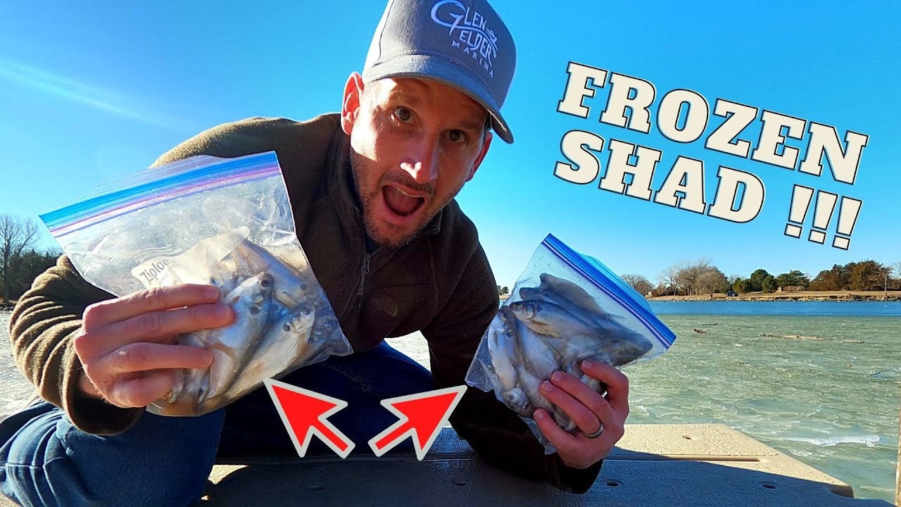 Frozen Shad, The Motherload! - YouTube