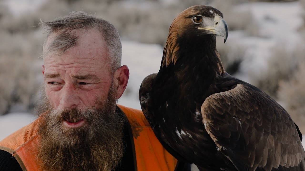 Golden Eagle Hunting Jack-Rabbits - YouTube