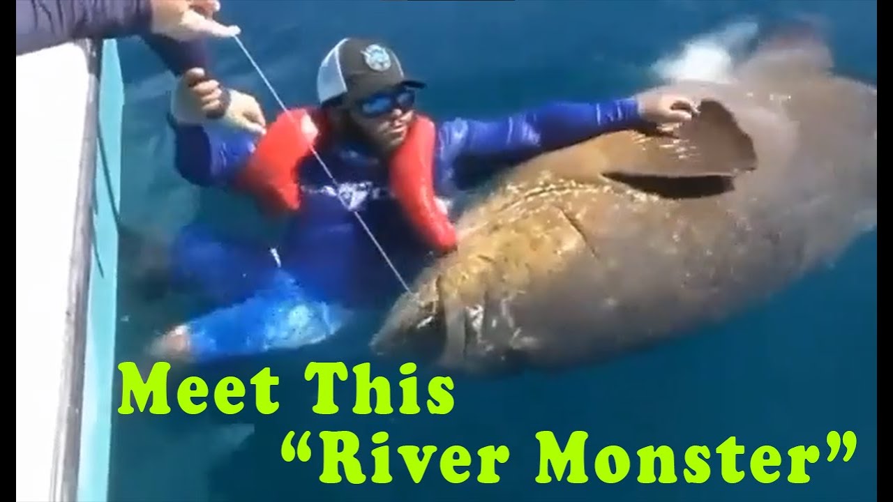 This is biggest water monster that you have ever seen | Monster | river ...