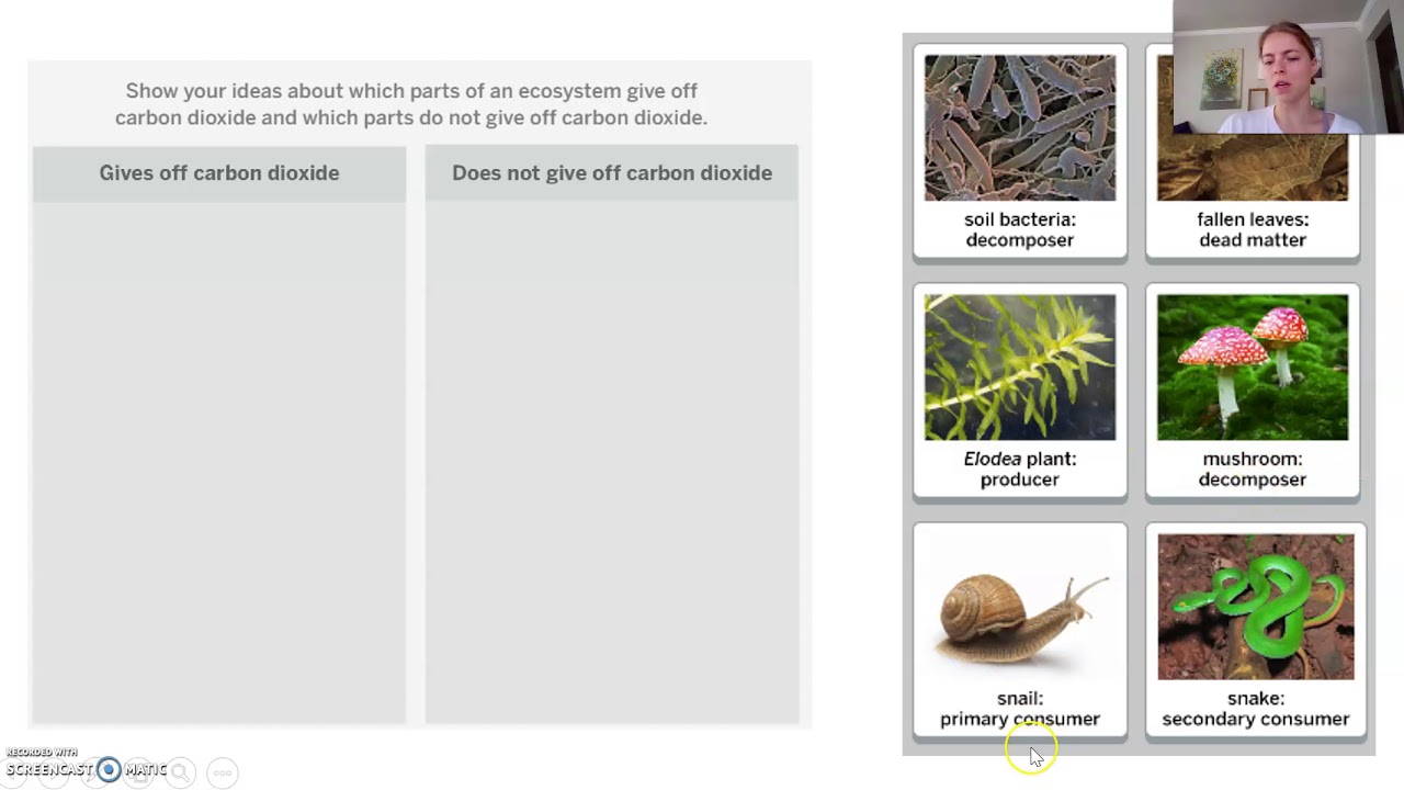 Matter and Energy in Ecosystems: Lesson 3 Part 2 - YouTube