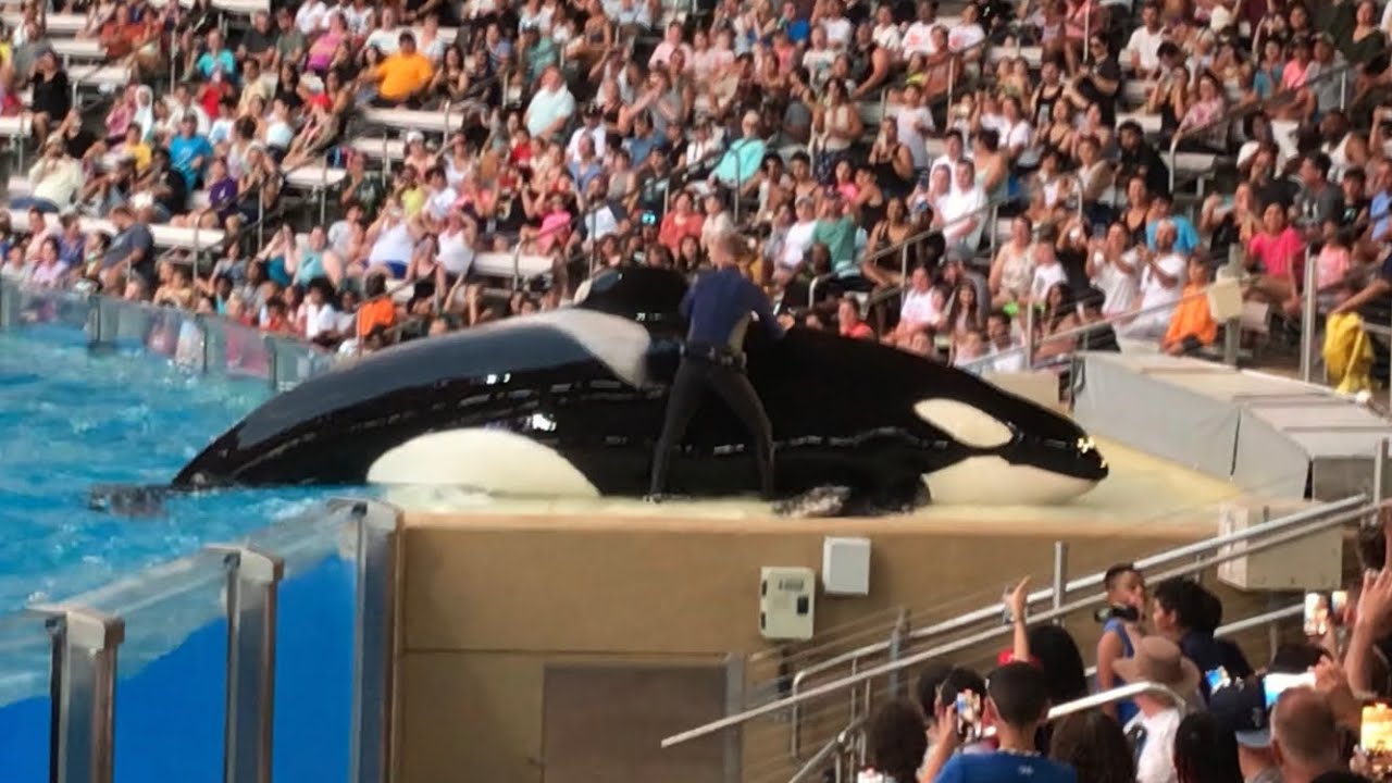 Orca Encounter (Full Show)- SeaWorld Orlando-06.09.24 - YouTube
