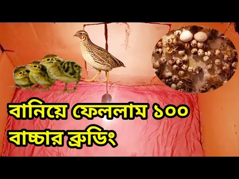 কোয়েলের বাচ্চার ব্রুডিং। কোয়েলের ব্রুডিং। Koyel farm | Koyal Birds # ...