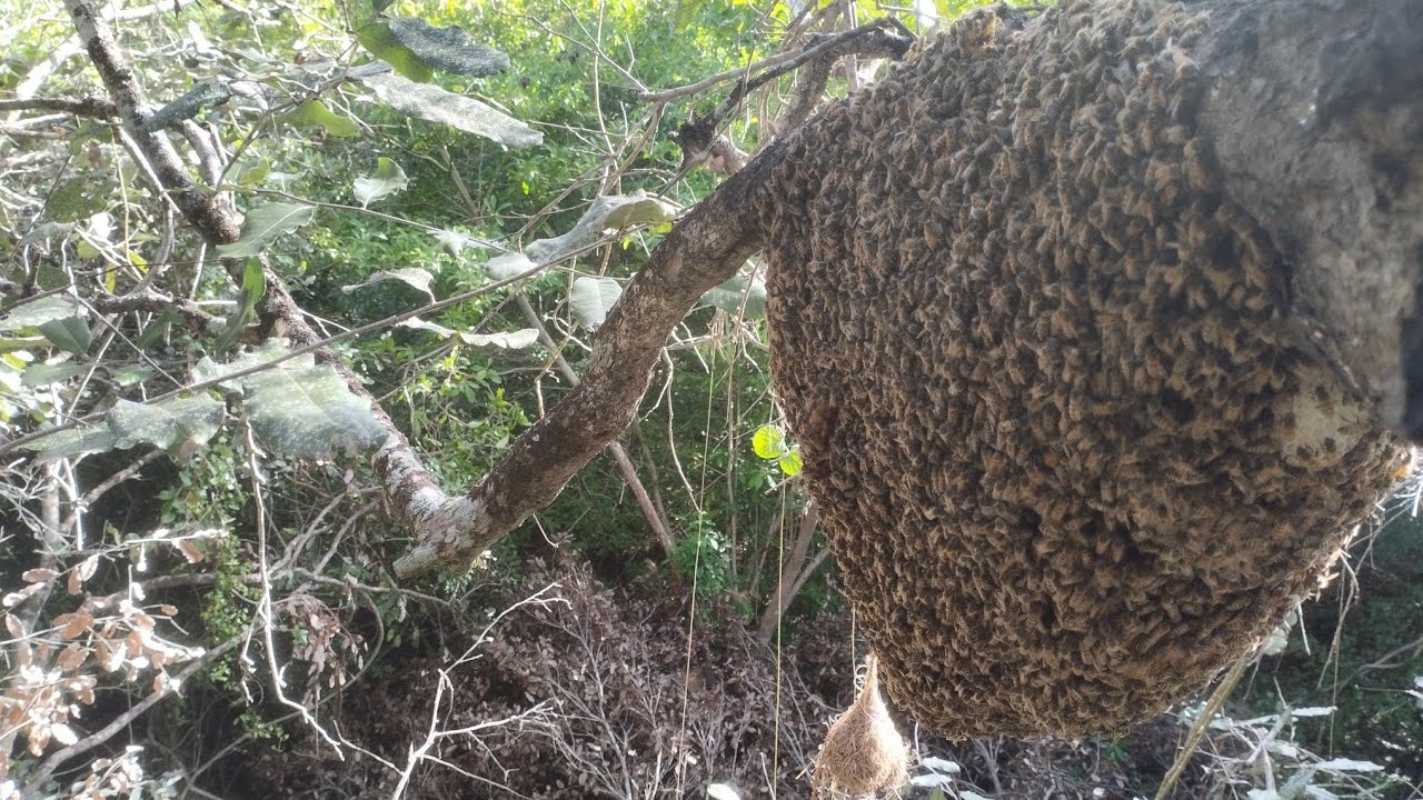 TIRANDO ABELHA EM ÁRVORE ALTA! - YouTube