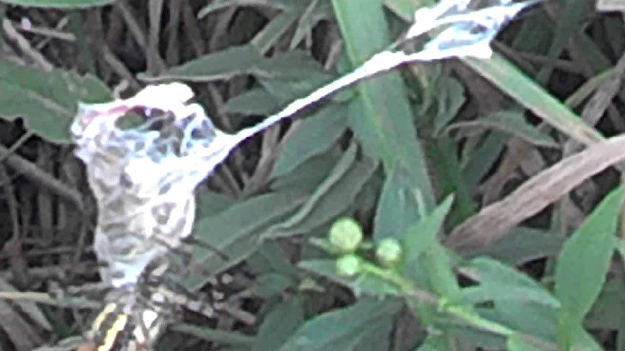 Spider catching and killing prey - YouTube