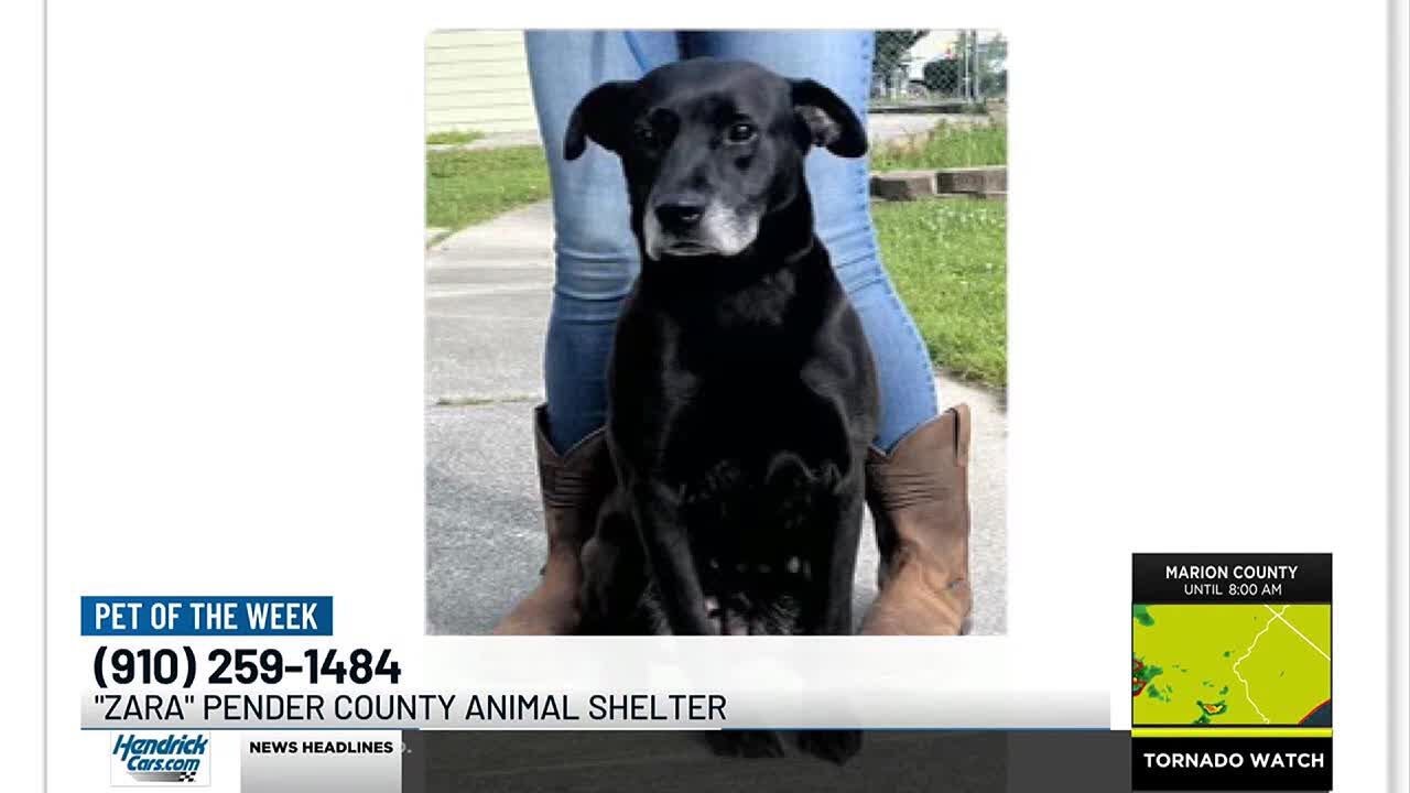 Pet of the Week: Zara from the Pender Co. Animal Shelter - YouTube