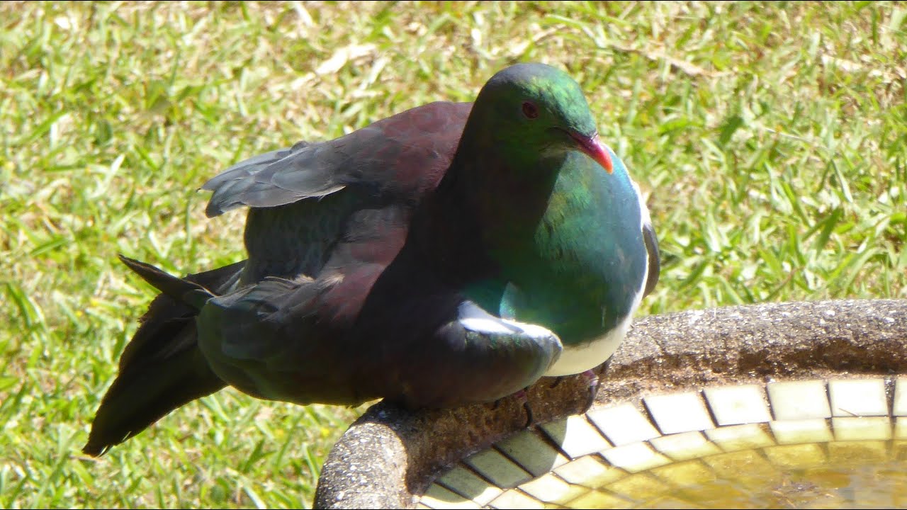 Kereru,Kuku, kukupa, or New Zealand wood pigeon - YouTube