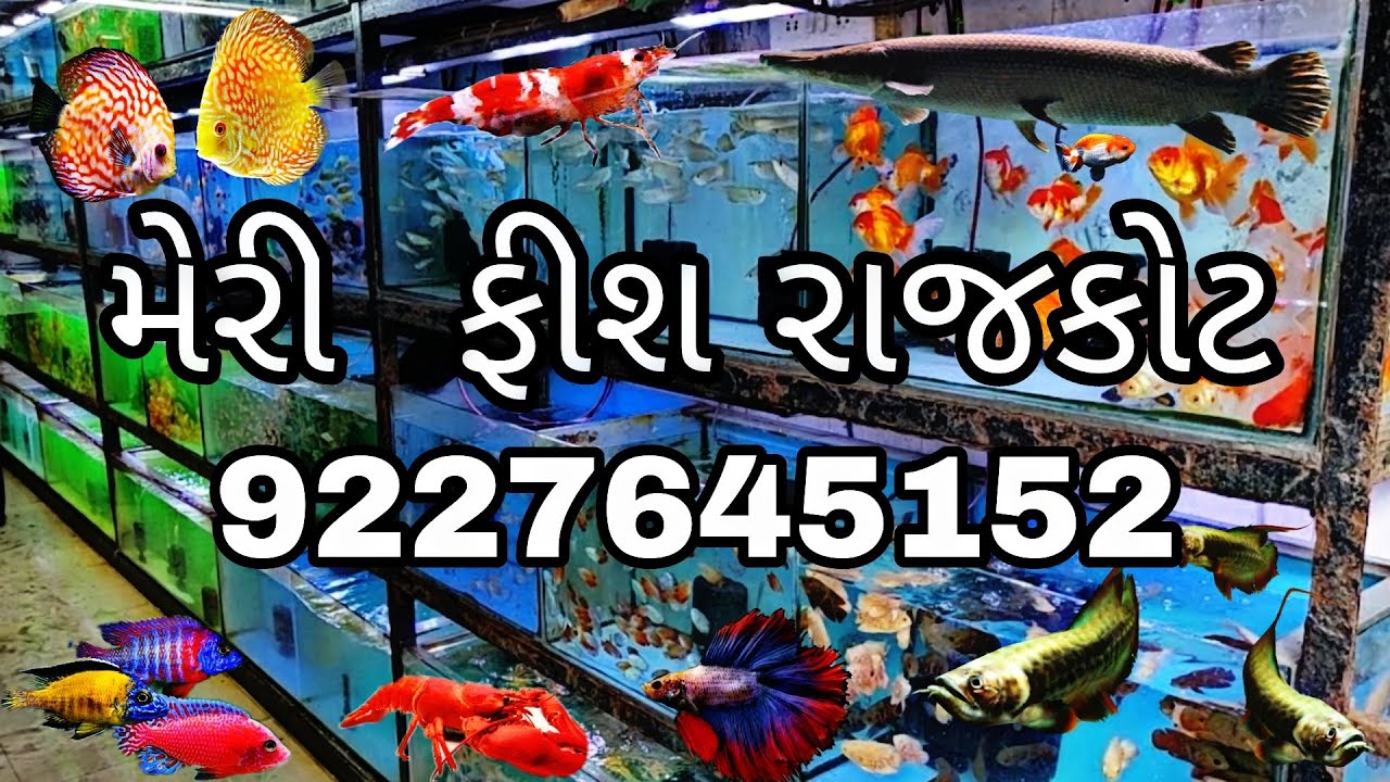 Gujarat Rajkot meri fish shop meri aquarium shop Rajkot મેરી ફીશ સોપ ...