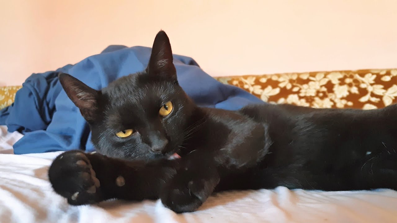 Cat Washing Her Face is Too Adorable - YouTube