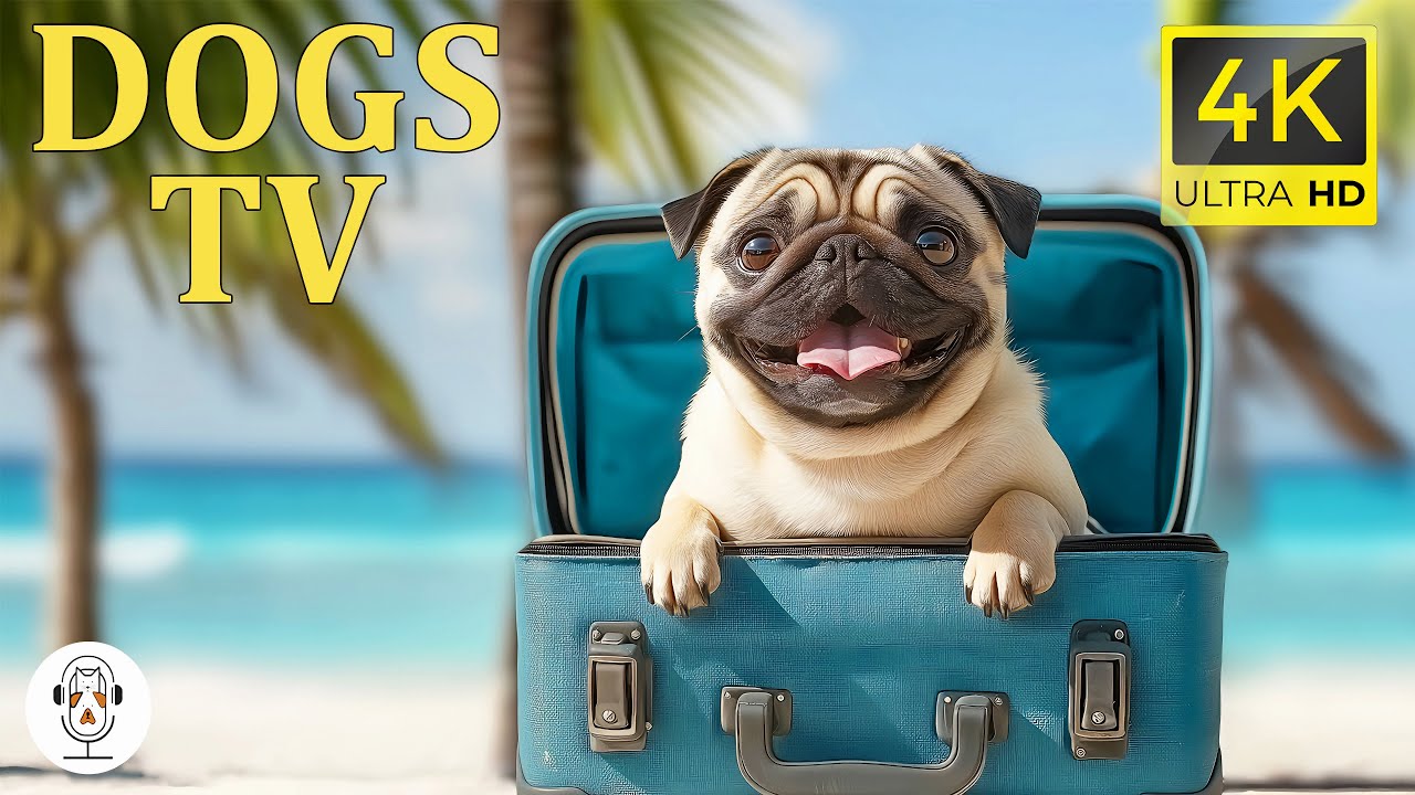 SOOTHING MUSIC FOR DOGS To Calm Down, Relax & Sleep | Dog Music Therapy ...