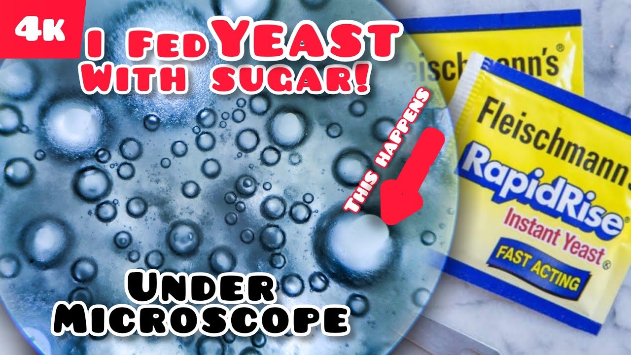 Fermentation Under Microscope - YouTube