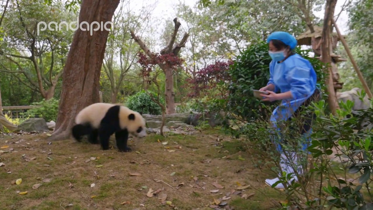 Convincing a baby panda with milk - YouTube