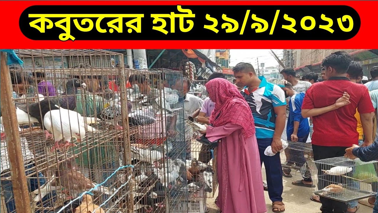 মিরপুর ১ কবুতরের হাট | Mirpur 1 Kobutor Hat | কবুতরের হাট | কবুতর ...