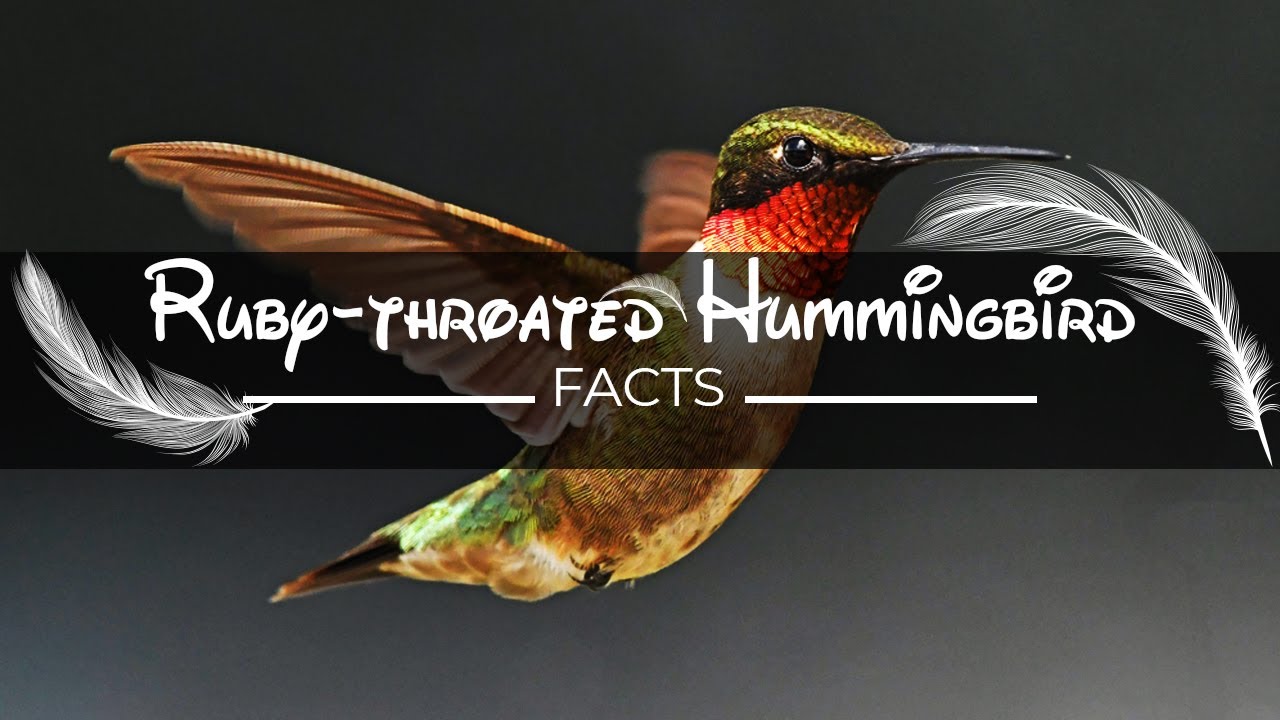 Ruby-throated Hummingbird Facts | Facts About Hummingbirds - YouTube