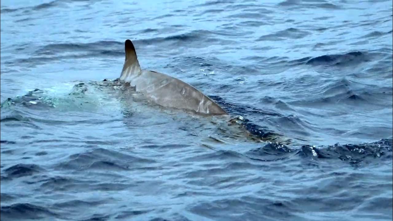 Ginkgo-toothed Beaked Whale in Taiwan #銀杏齒中喙鯨 #東澳 #東澳賞鯨 #Mesoplodon_ginkgodens #Dongao_Bay - YouTube
