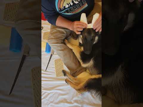 Taping dogs ears. - YouTube